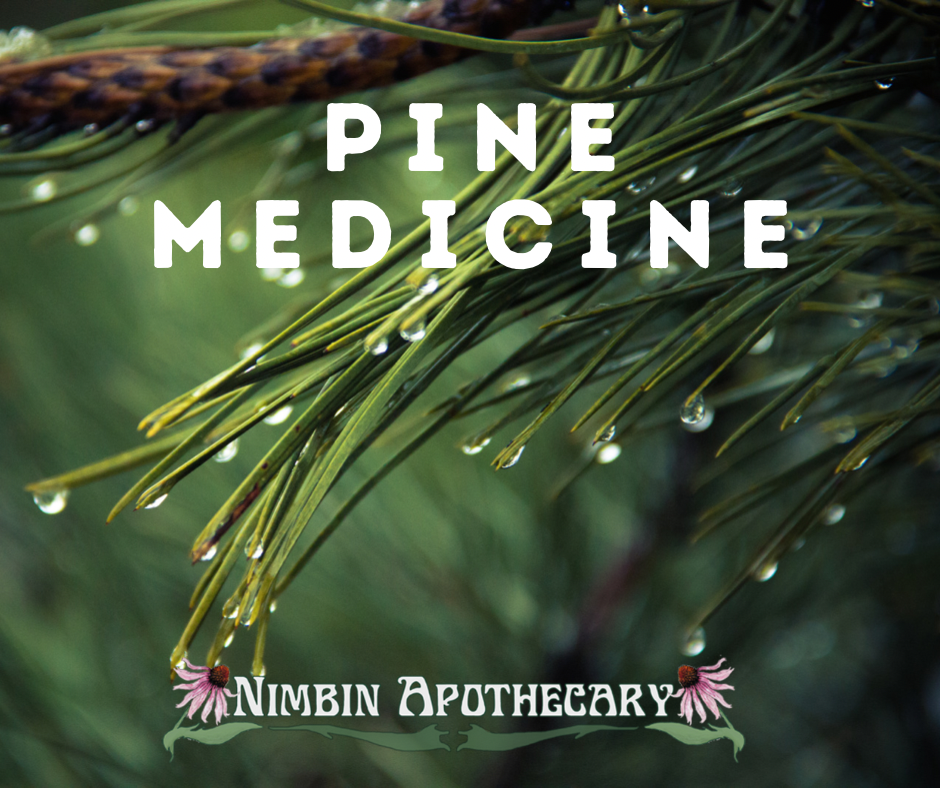 { PINE ::: Pinus Edulis } – Nimbin Apothecary