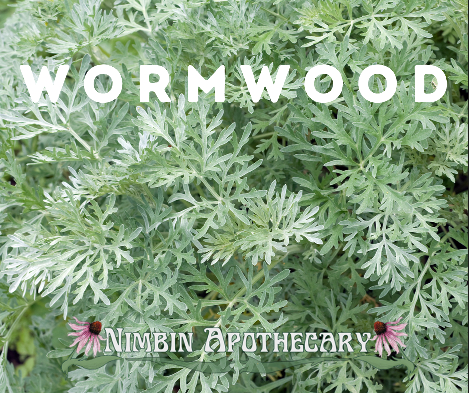 { WORMWOOD ::: Artemisia absinthium } – Nimbin Apothecary